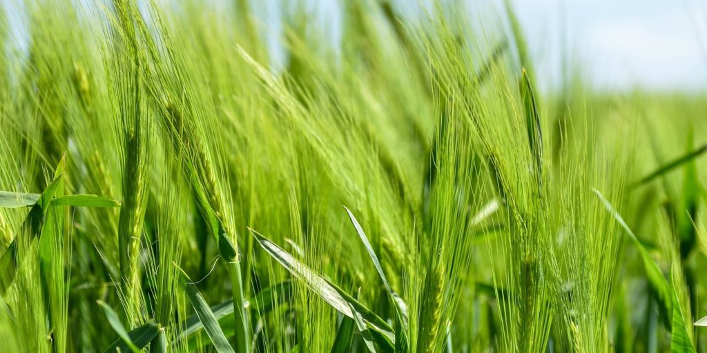 Grupo Suca – SUCA SCA